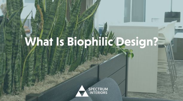 What Is Biophilic Design? | Spectrum Interiors